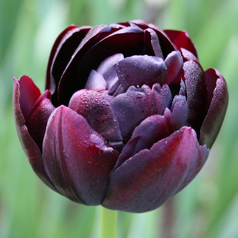 Black Hero Double Tulip Flower Bulbs - 10 Bulbs per Pack - Good as Cut ...