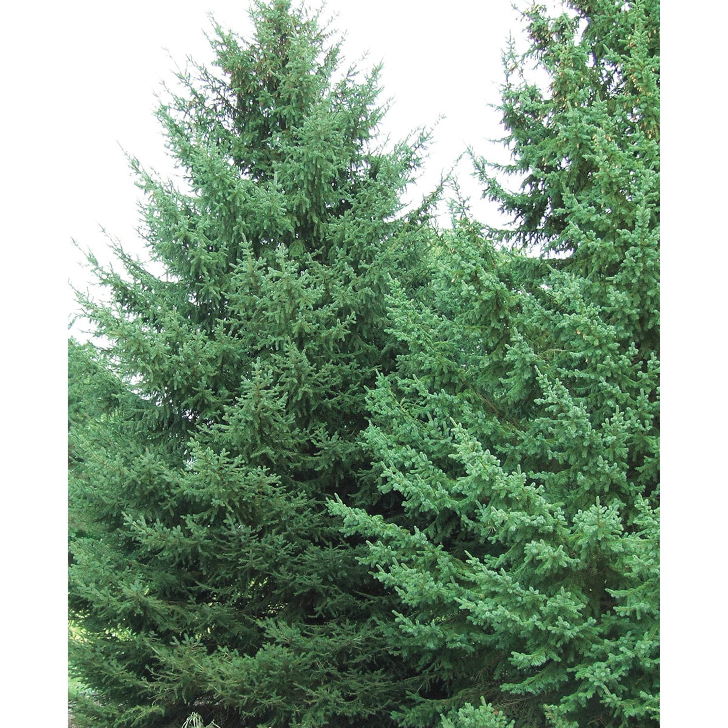 Black Hills Spruce Live Evergreen Tree grown in a 2.50 Quart Pot (1 ...