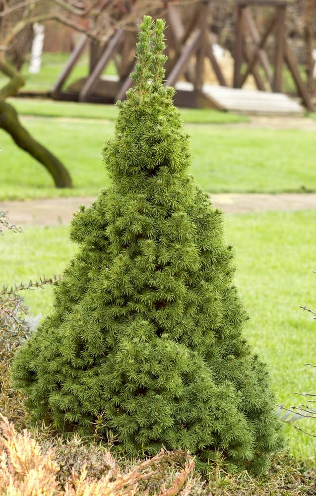 Black Hills Spruce Seedlings for Planting - Attractive Evergreen Trees ...