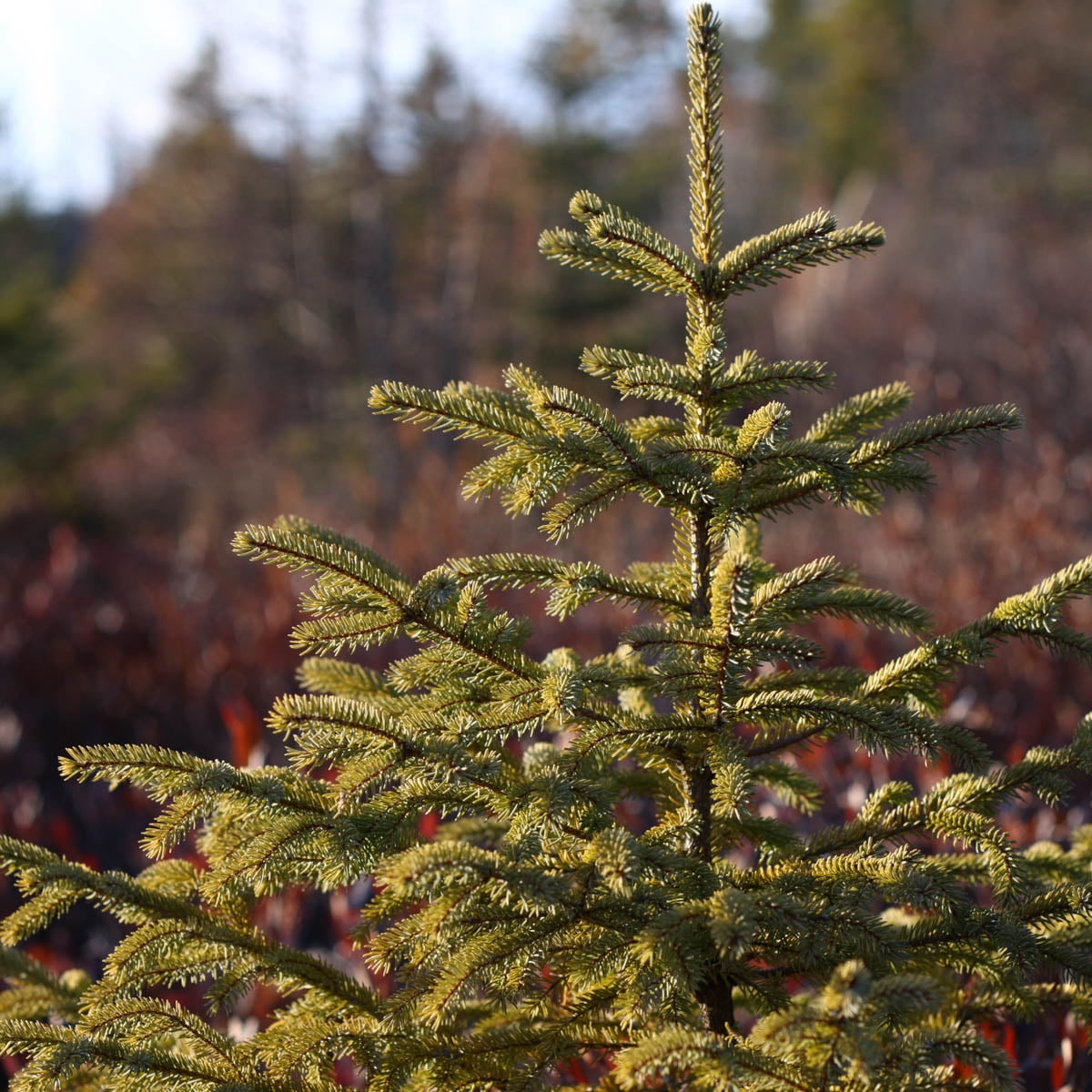 Black Hills Spruce Tree Potted Evergreen Plant, in a 2.25 Gal Pot ...