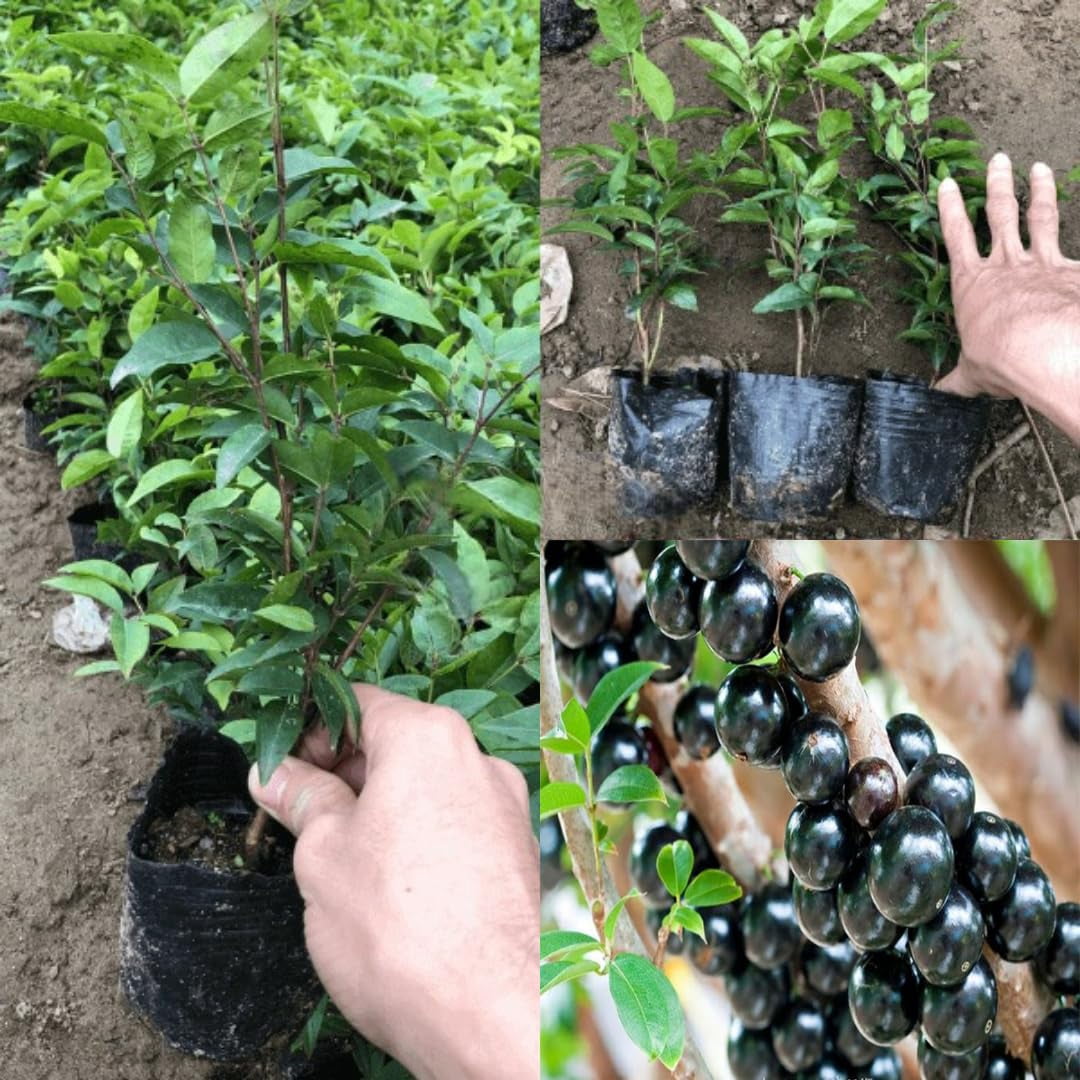 Black Jaboticaba Tree Live Plant, 1 Ft Tall, Tropical Jabuticaba Fruit ...