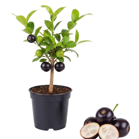 Black Jaboticaba Tree Plant Live , 4 Inc Potted, Jaboticaba Grape Fruit ...