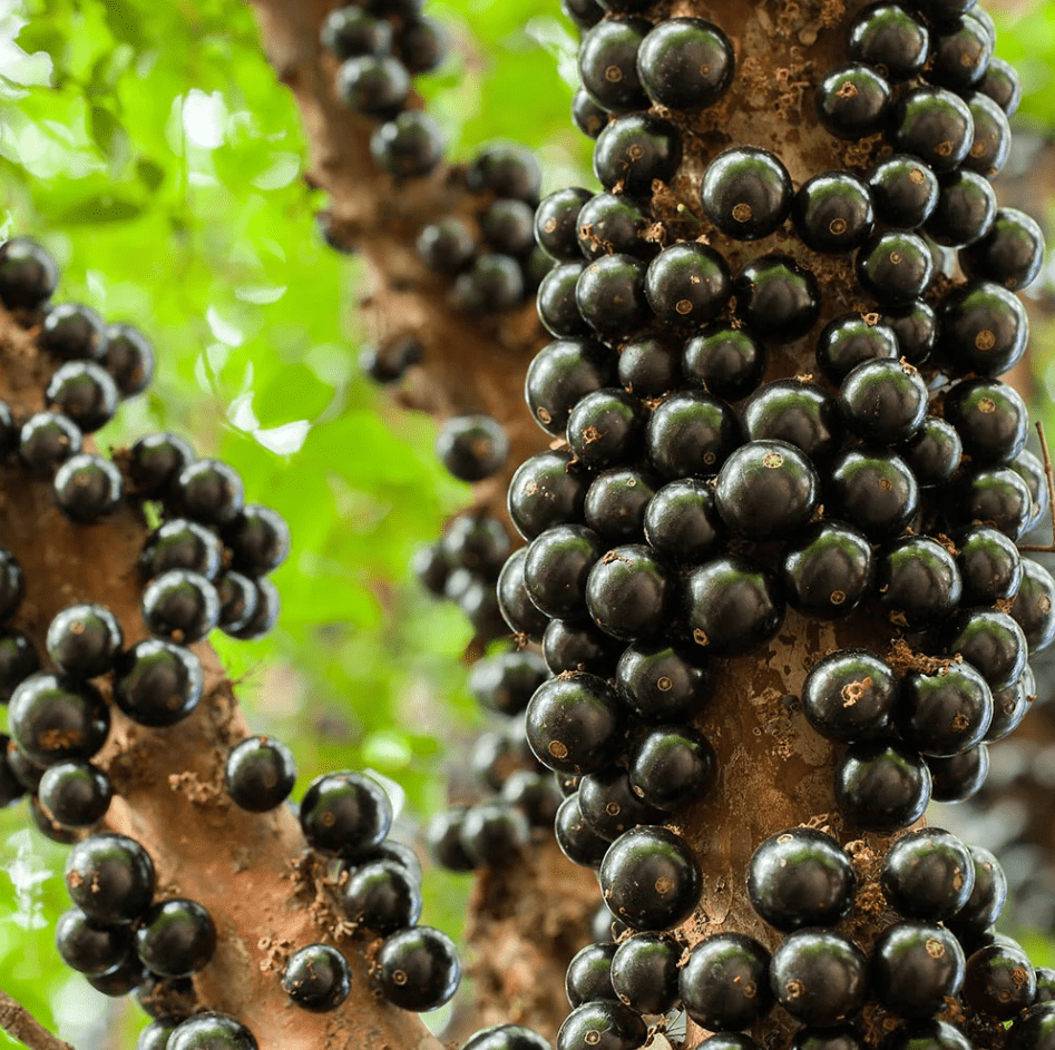 Black Jabuticaba Trees Live Plants, Jaboticaba Plants Live in 1 Feet ...