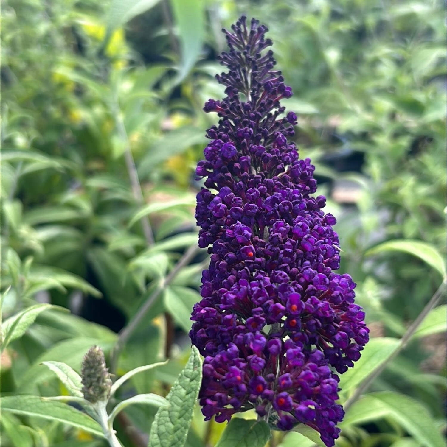 Black Knight Butterfly Bush - 3 Gallon Pot - Walmart.com