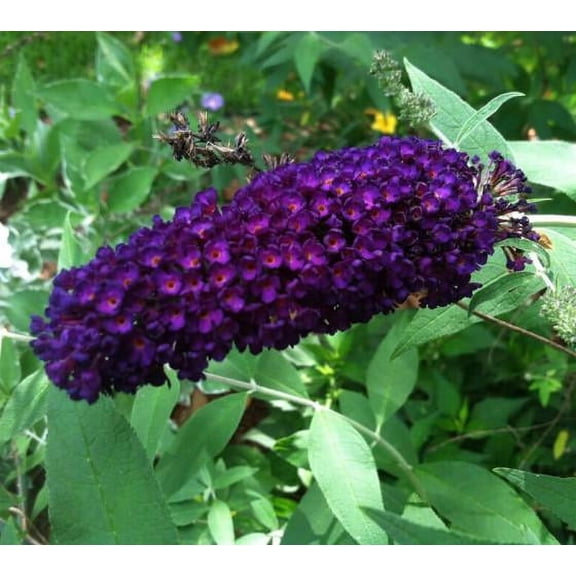 Butterfly Bush Shrubs