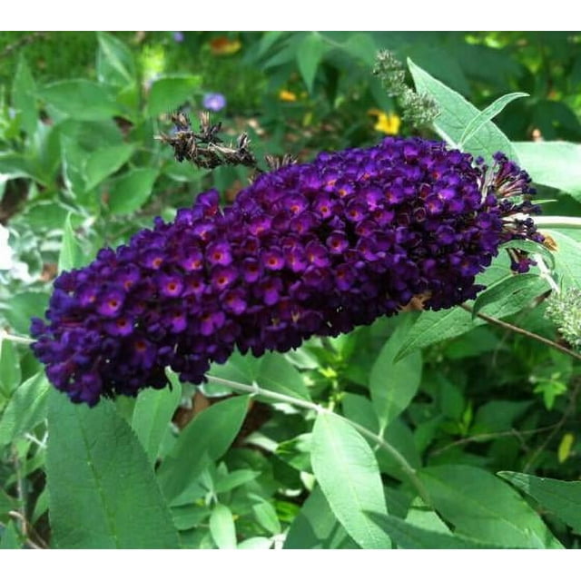 Black Knight Butterfly Bush ( Buddleia ) - Live Plant ( 2.5 QT ...
