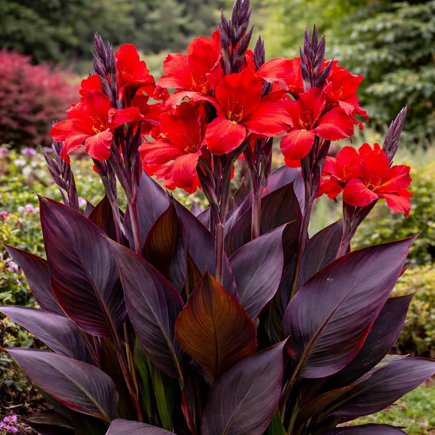 Black Knight Canna Lily Bulbs for Planting – Deep Red Blooms with Dark ...