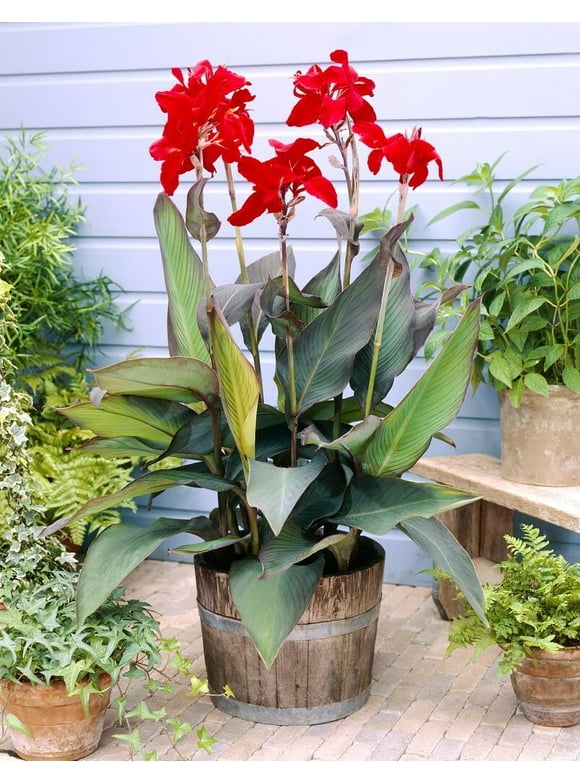 Canna Lily Bulbs in Plant Bulbs - Walmart.com