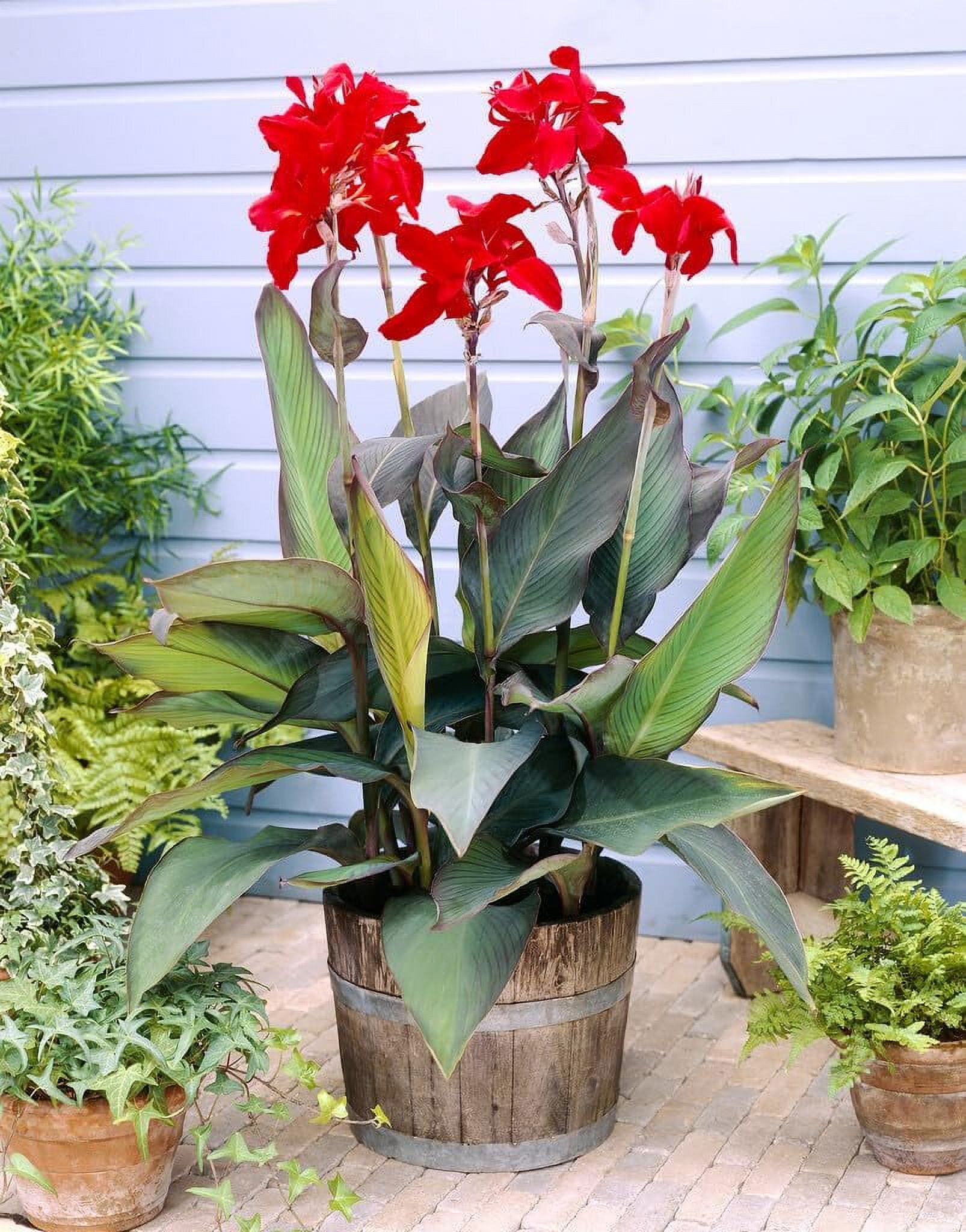 Black Knight Canna Lily Bulbs for Planting - Tropical Goth Canna (3 ...