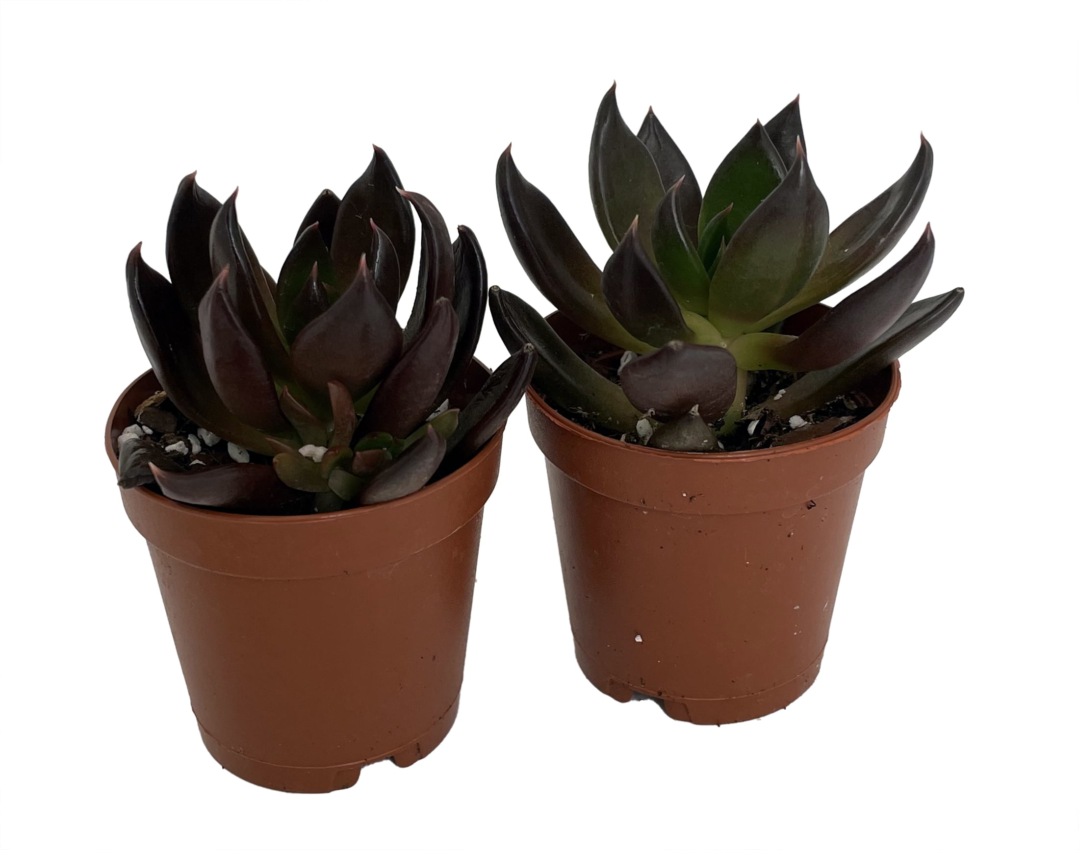 Black Knight Echeveria-Mexican Rose - Succulent Houseplant- 2 Plants in ...