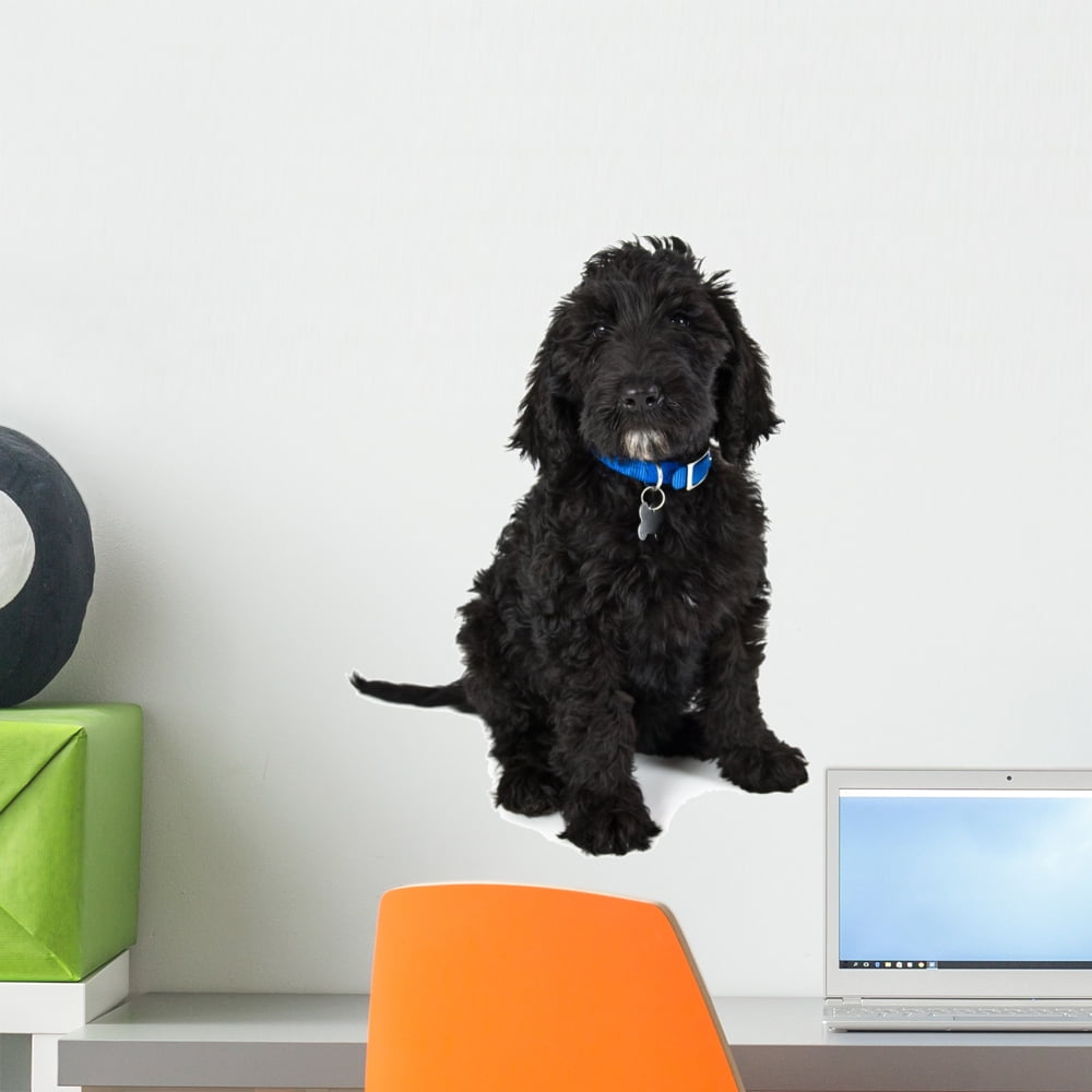 Black Labradoodle Puppy Dog Wall Decal Sticker, Wallmonkeys Peel ...