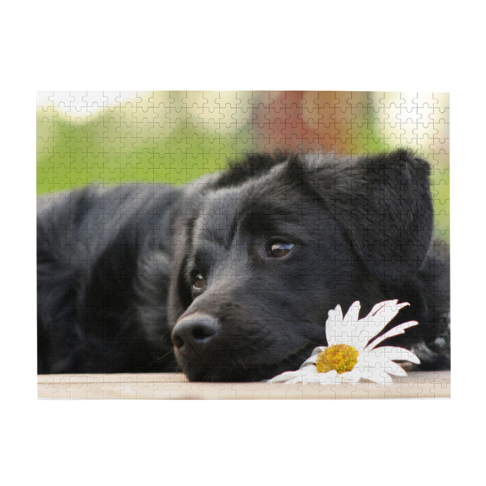 Black Labrador Chamomile Black Retriever Dogs, Jigsaw Puzzles 500 ...
