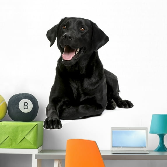 Black Labrador Wall Decal by Wallmonkeys Peel and Stick Graphic (36 in ...