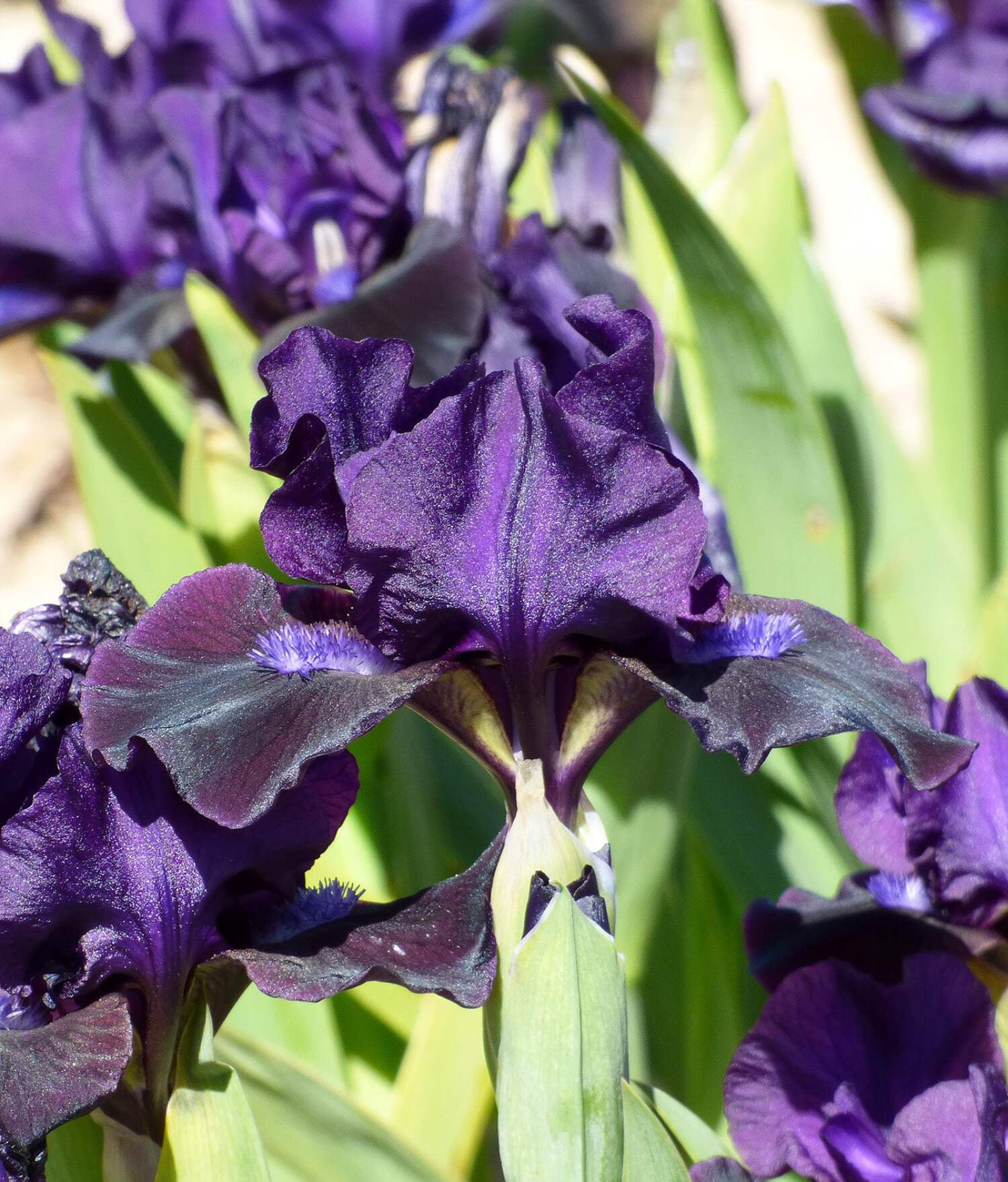 Black Lightning Dwarf Bearded Iris - 1 Rhizome - Walmart.com