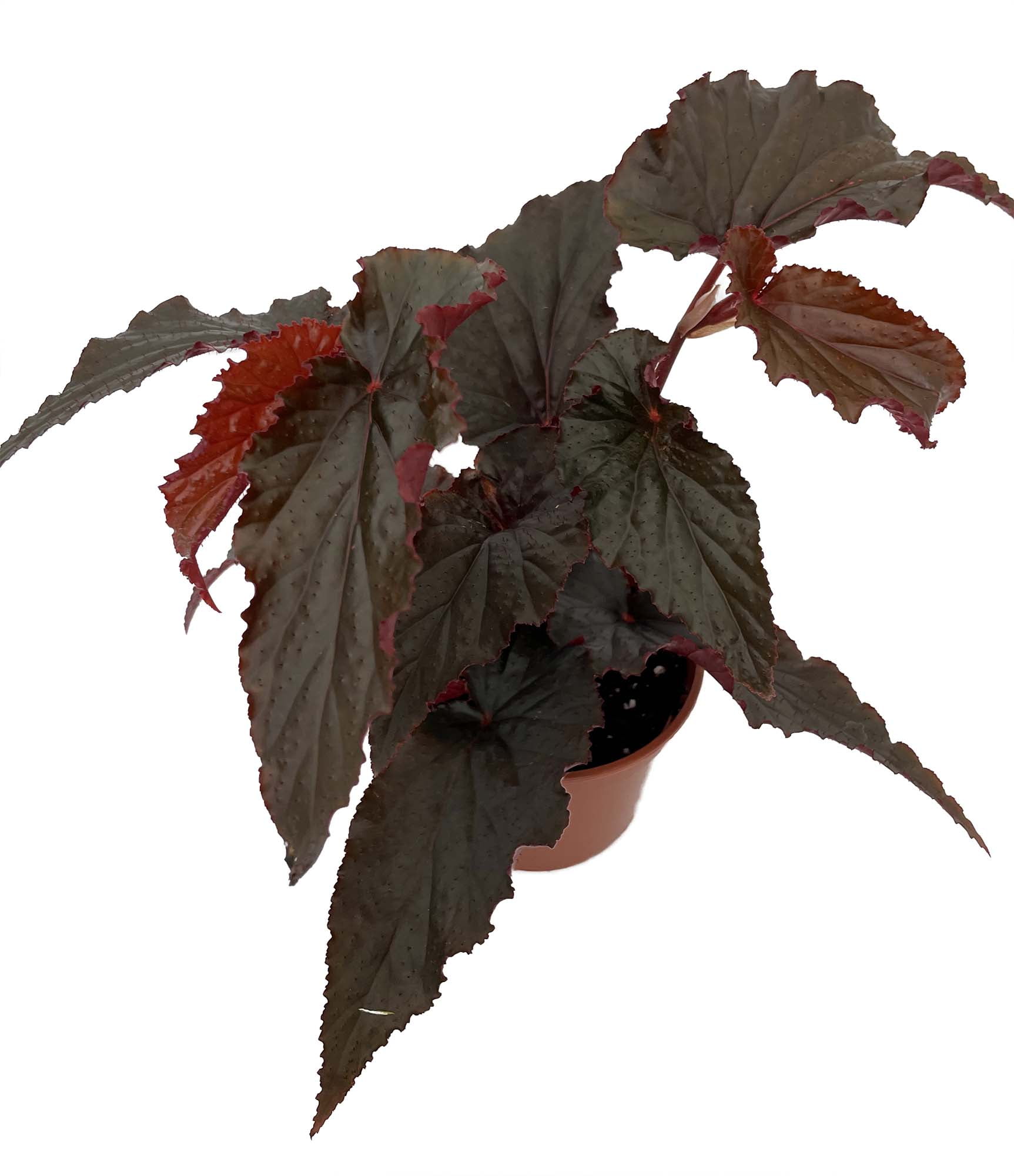 Black Magic Begonia Plant - 3.7" Pot - Excellent Houseplant - Walmart.com