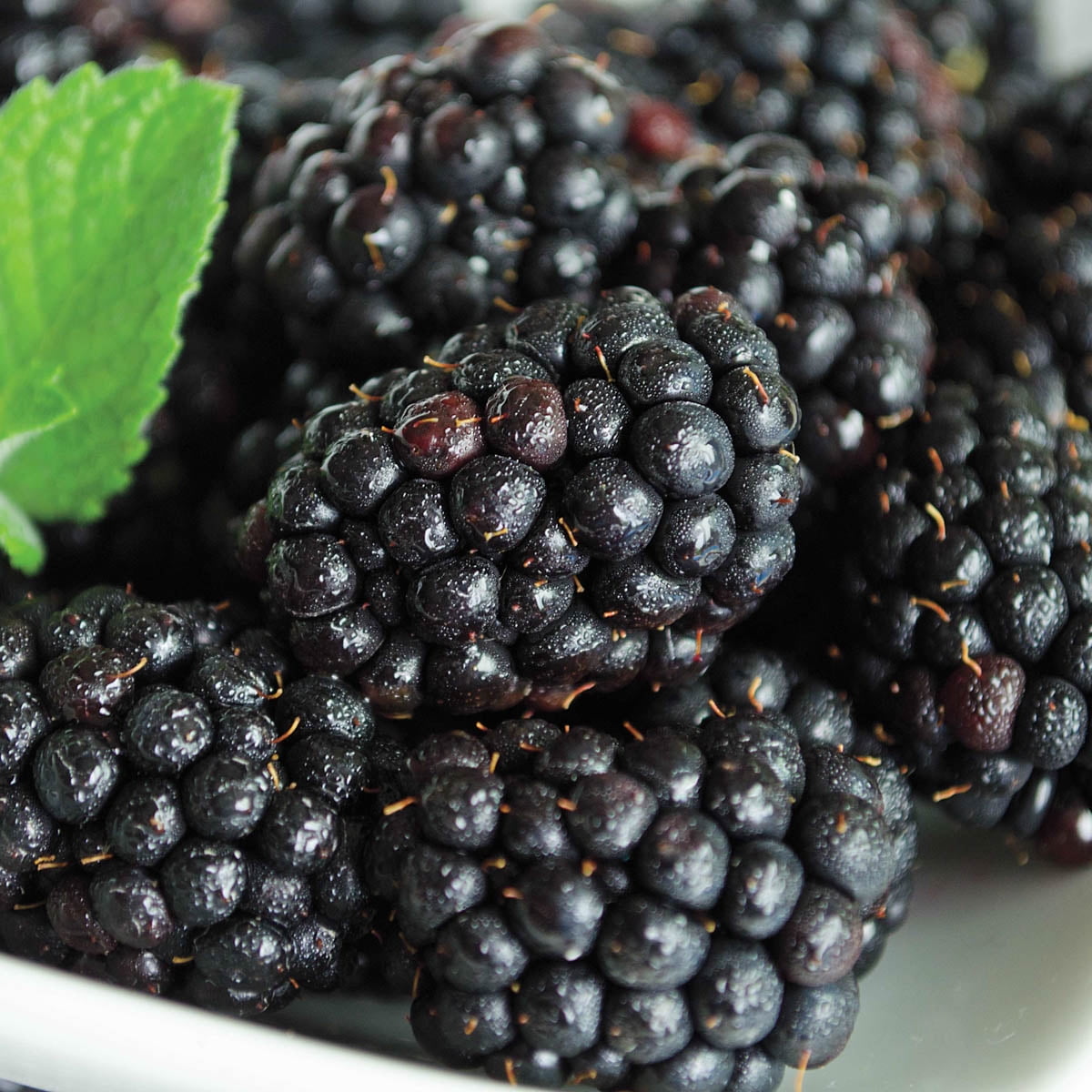 Black Magic Blackberry Bush Fruit Bearing Starter Plant grown in 4 inch ...