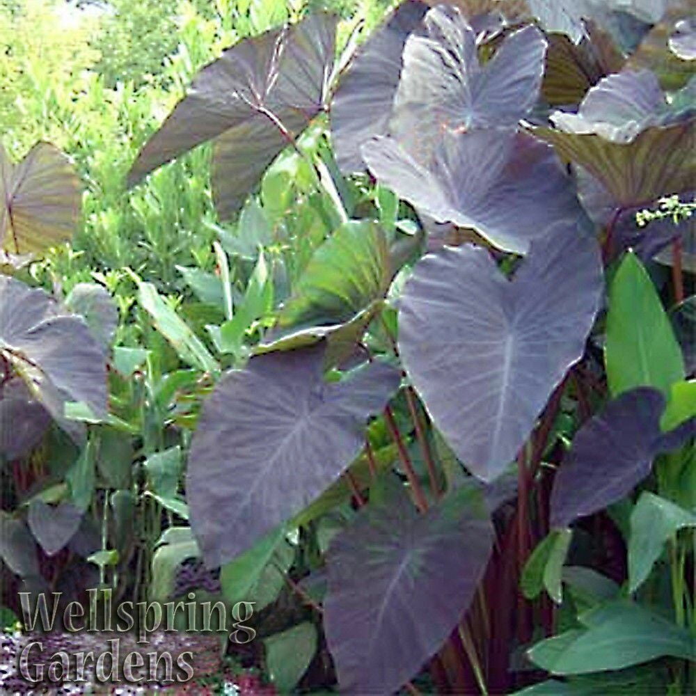Black Magic Elephant Ear - Colocasia esculenta - Live Plant - Walmart.com