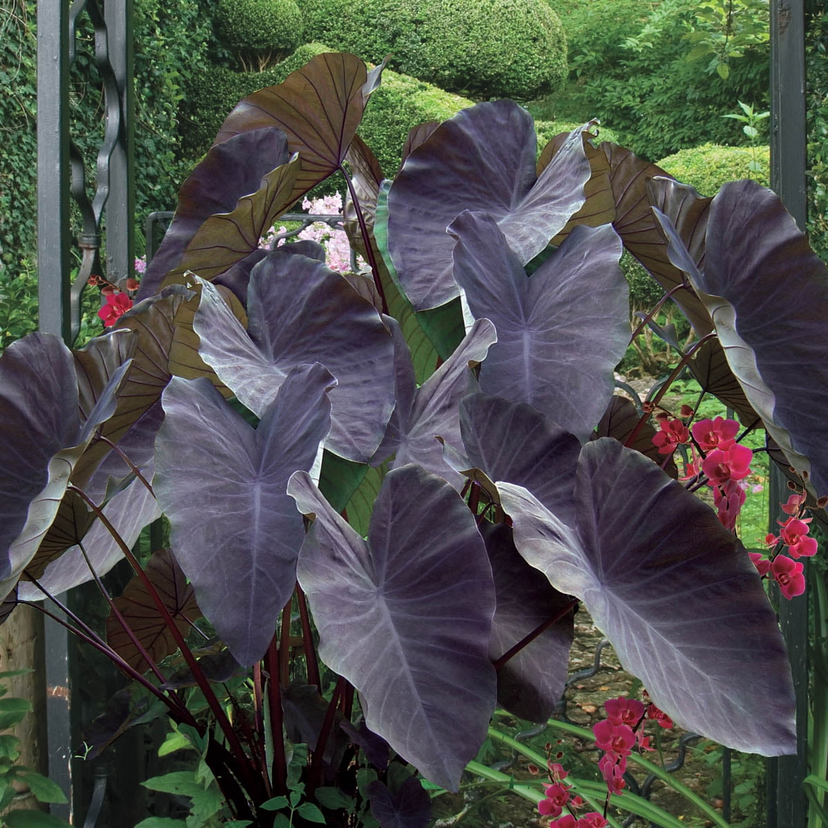 Black Magic Elephant Ears Dormant Bare Root Bulbs - 2 dormant bulbs per ...
