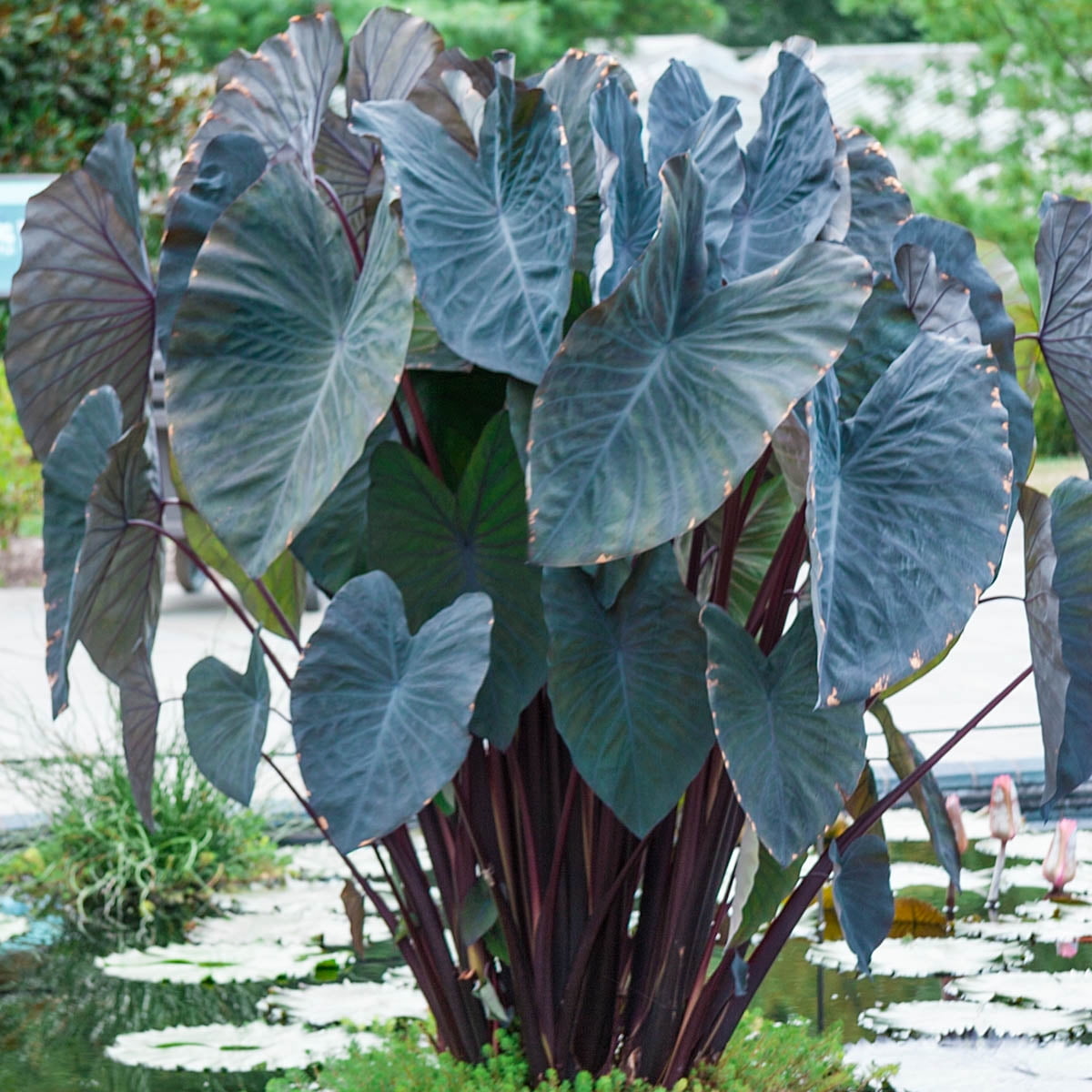 Black Magic Elephant Ears Dormant Foliage Bulbs (3-Pack) - Walmart.com