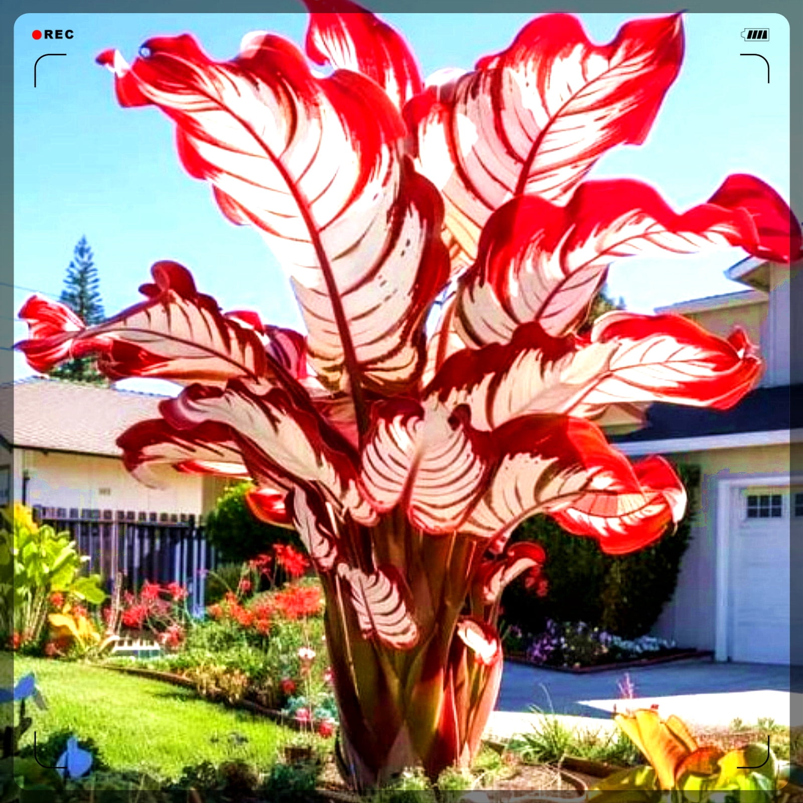 Black Magic Elephant ear, Cold Hardy Perennial Shade Decor for Plant ...