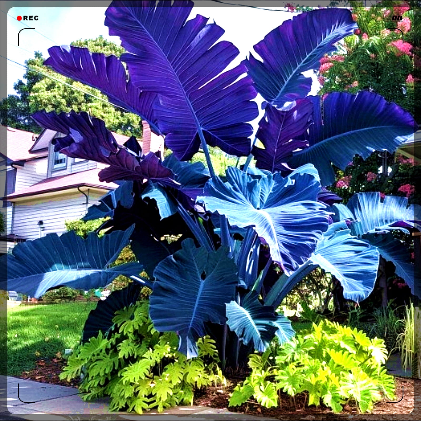 Black Magic Elephant ear, Cold Hardy Perennial Shade Decor for Plant ...
