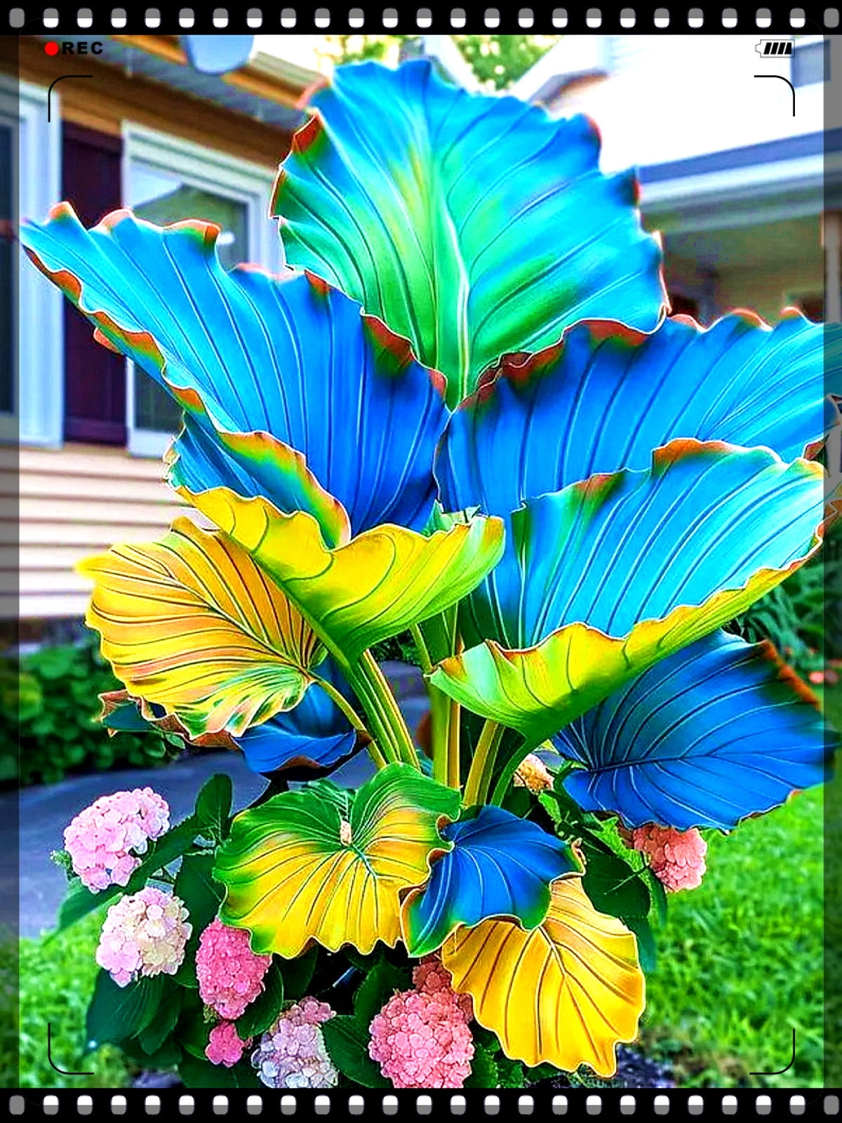 Black Magic Elephant ear, Cold Hardy Perennial Shade Decor for Plant ...