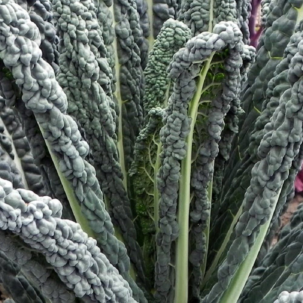 Black Magic Kale - 100 Seeds - Walmart.com
