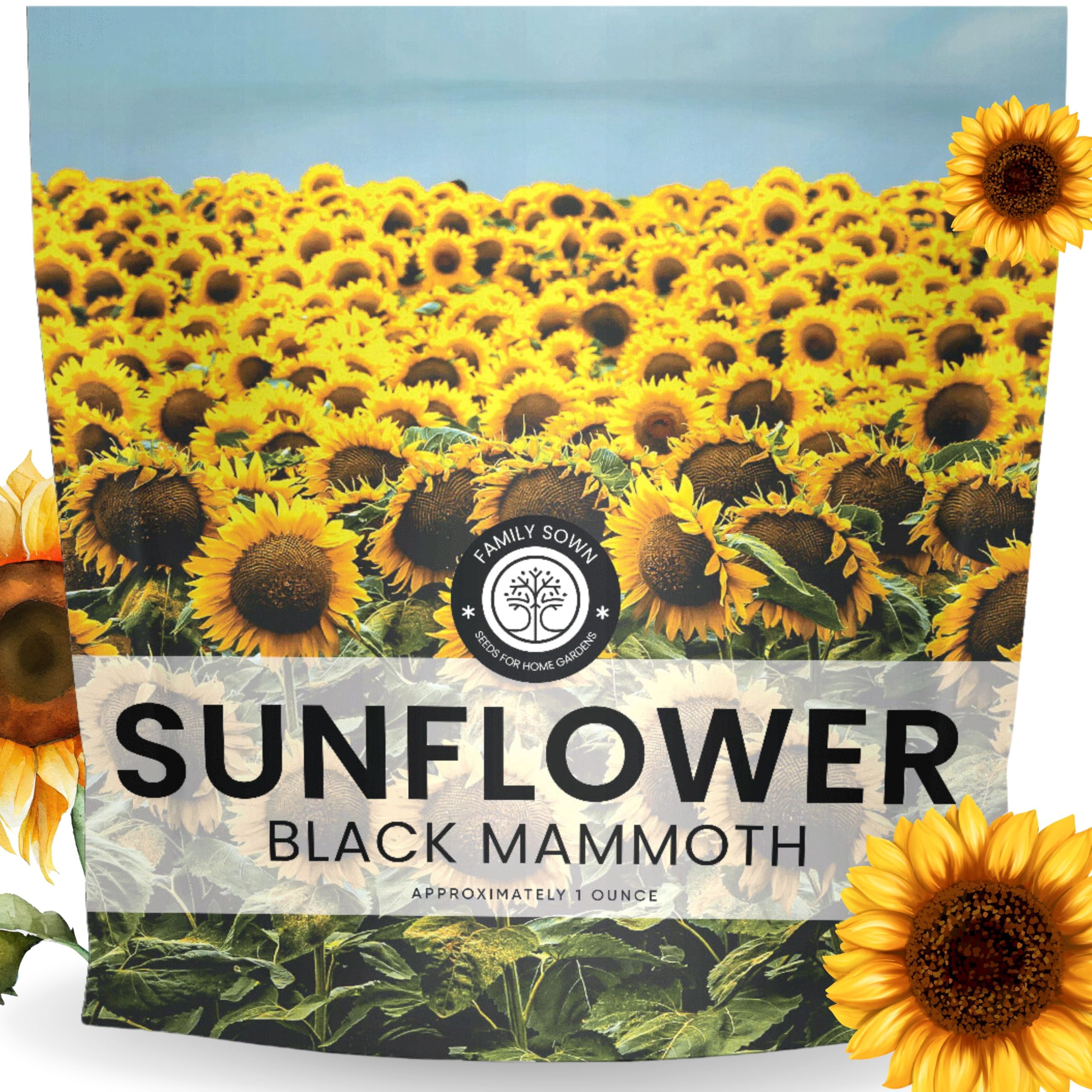 Black Mammoth Sunflower - Large 1 MVR1 Ounce Packet - 250 Flower Seeds ...