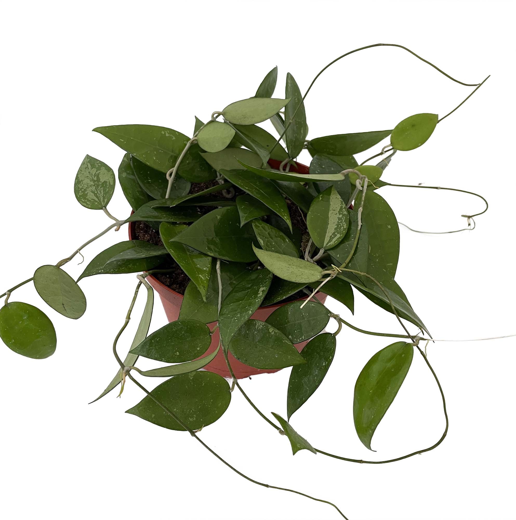 Live Hoya Parasitica Houseplant, 'Black Margin' - Indoor Real Plant, 6 ...