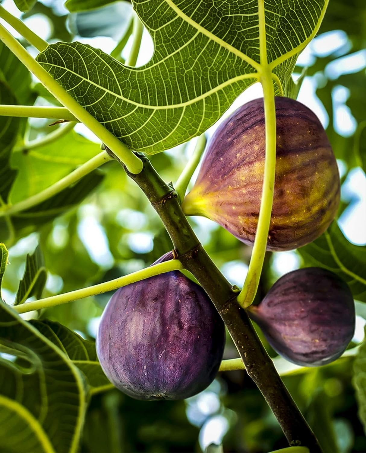 Black Mission Fig Tree - 3 Live Starter Plants - Ficus Carica - Edible ...