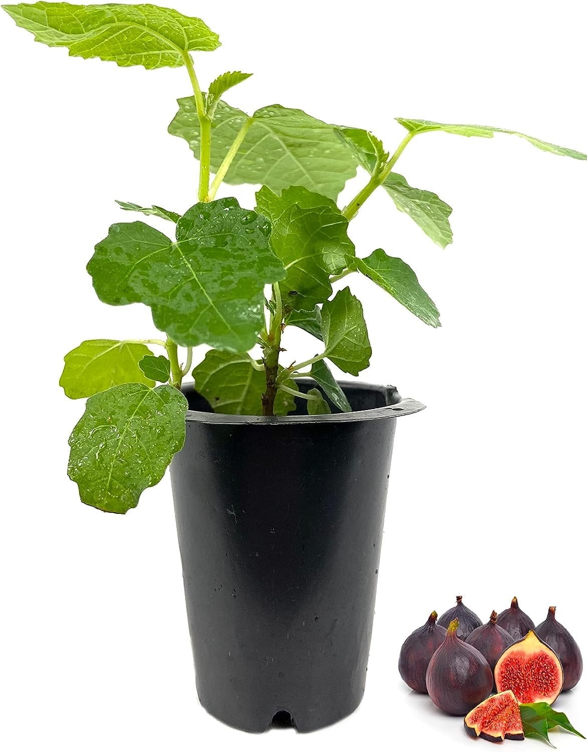 Black Mission Fig Tree - Live Plant in a 2 Inch Pot - Ficus Carica ...