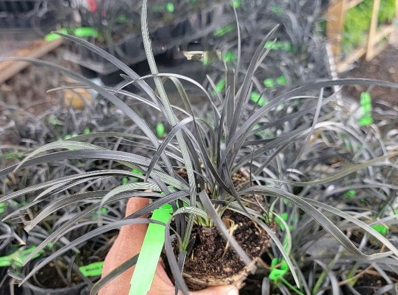 Black Mondo Grass - Live Plant ( 1 QT ) - Walmart.com