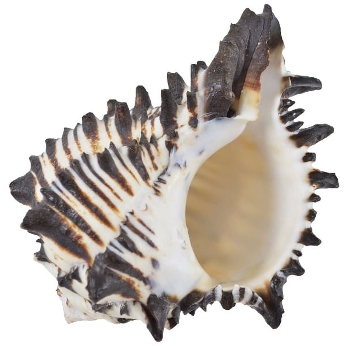 Black Murex Shell 5" and up - Walmart.com