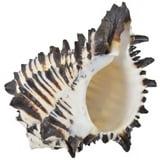 Black Murex Shell 5" and up - Walmart.com