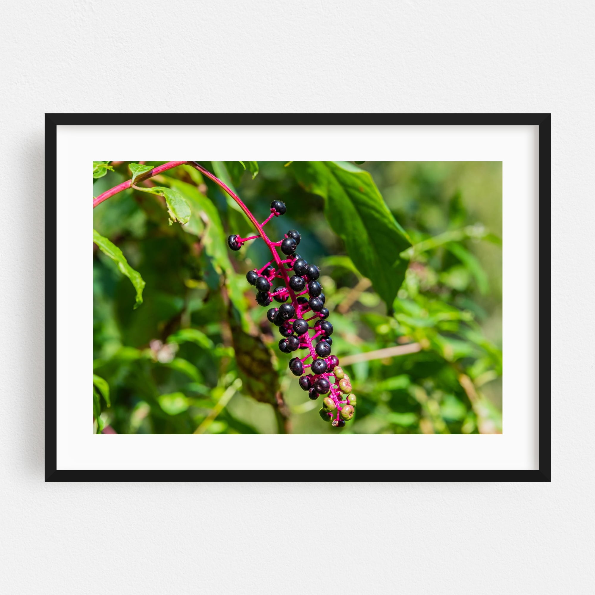 Black Nightshade Berries - York Pennsylvania Photography Botanical ...