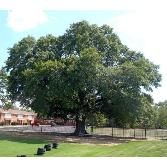 Black Oak Tree Seedlings for Planting | Quercus nigra - Oak Trees for ...
