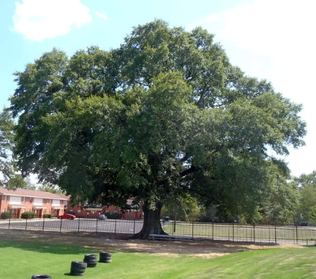 Black Oak Tree Seedlings for Planting | Quercus nigra - Oak Trees for ...