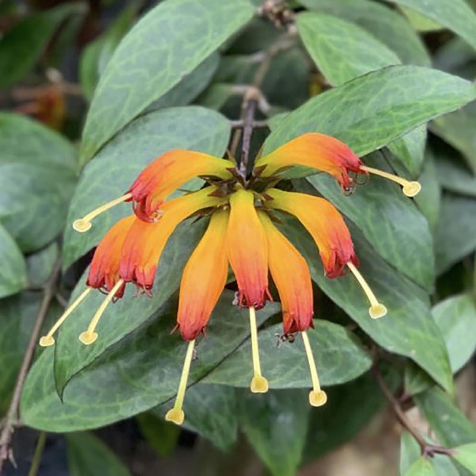 Black Pagoda Lipstick Vine - Aeschynanthus marmoratus - 2" Pot ...