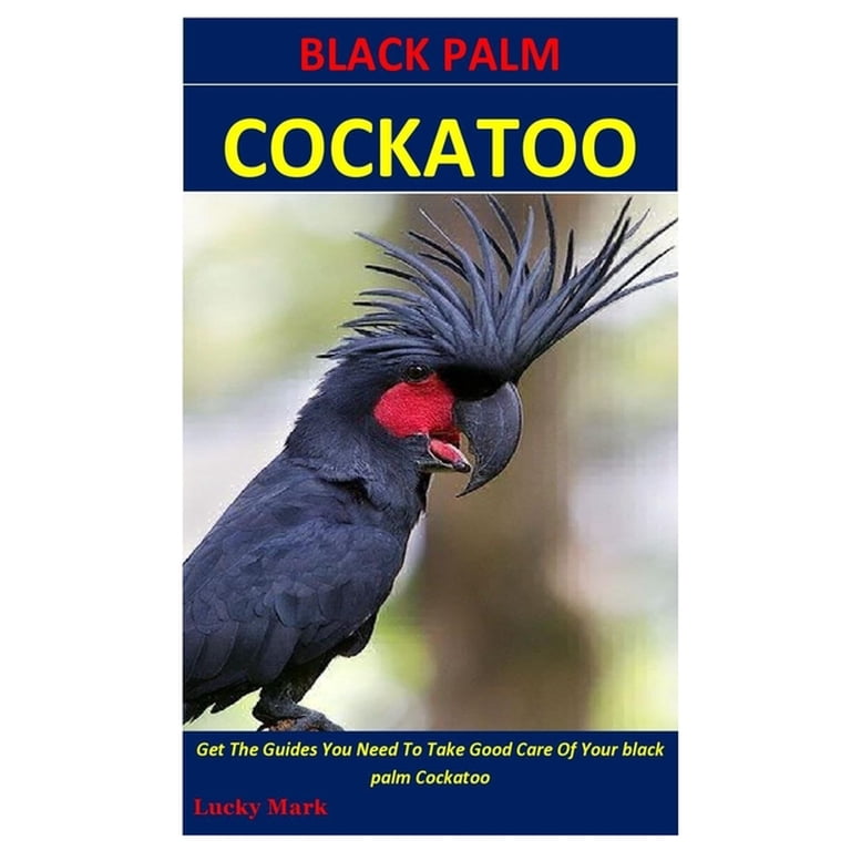 Baby Black Palm Cockatoo
