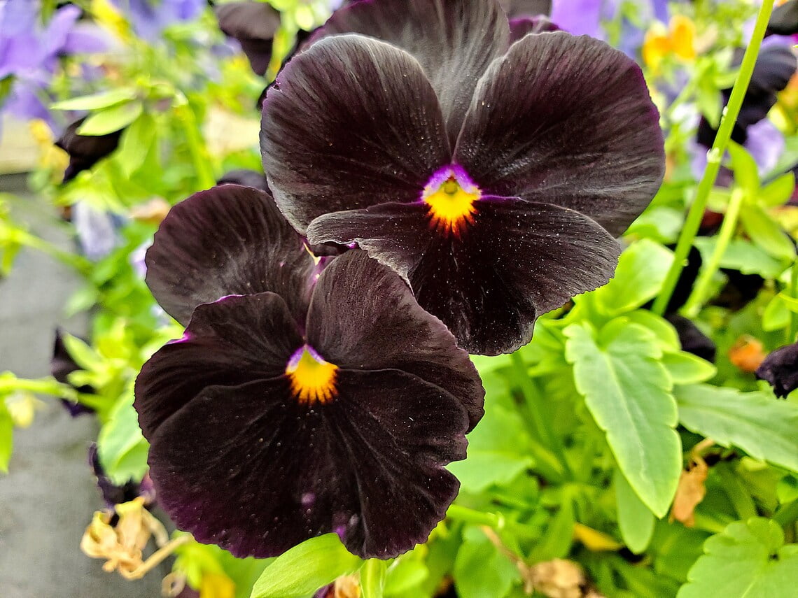 Black Pansy Seeds - 100+ Seeds - Grow Stunning Black Pansies - Walmart.com