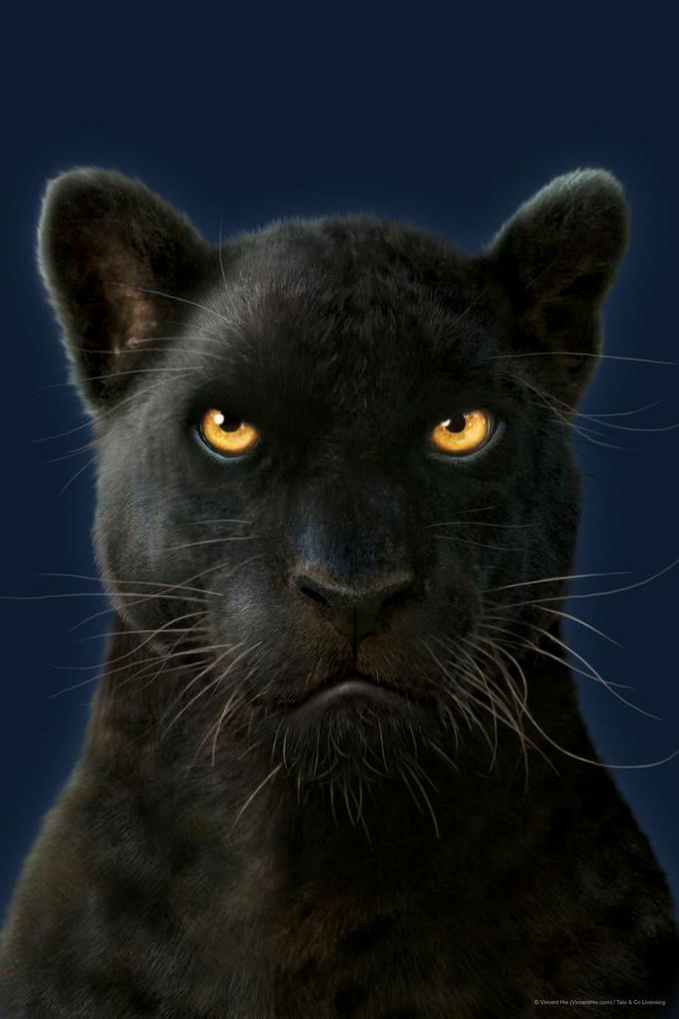 Black Panther by Vincent Hie Panther Pictures Wall Decor Jungle Animal Pictures for Wall Posters ...