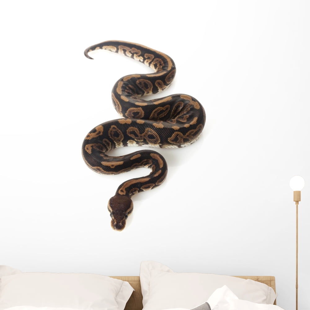 Black Pastel Ball Python Wall Decal by Wallmonkeys Peel and Stick ...