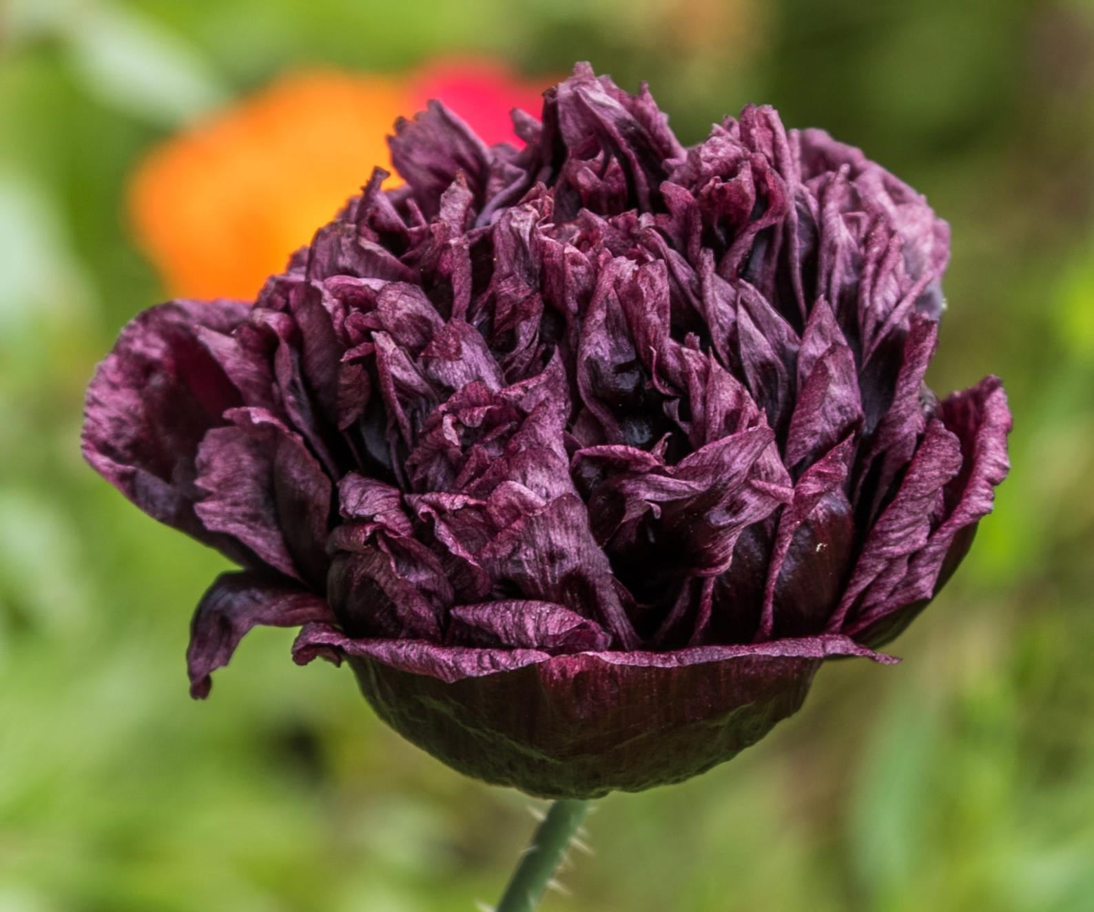 Black Peony Poppy Papaver Paeoniflorum Premium Seed Packet - Walmart.com