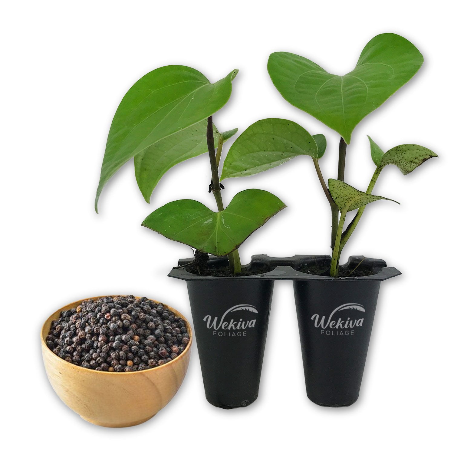 Black Pepper Plant - 2 Live Starter Vines in 2 Inch Growers Pots ...