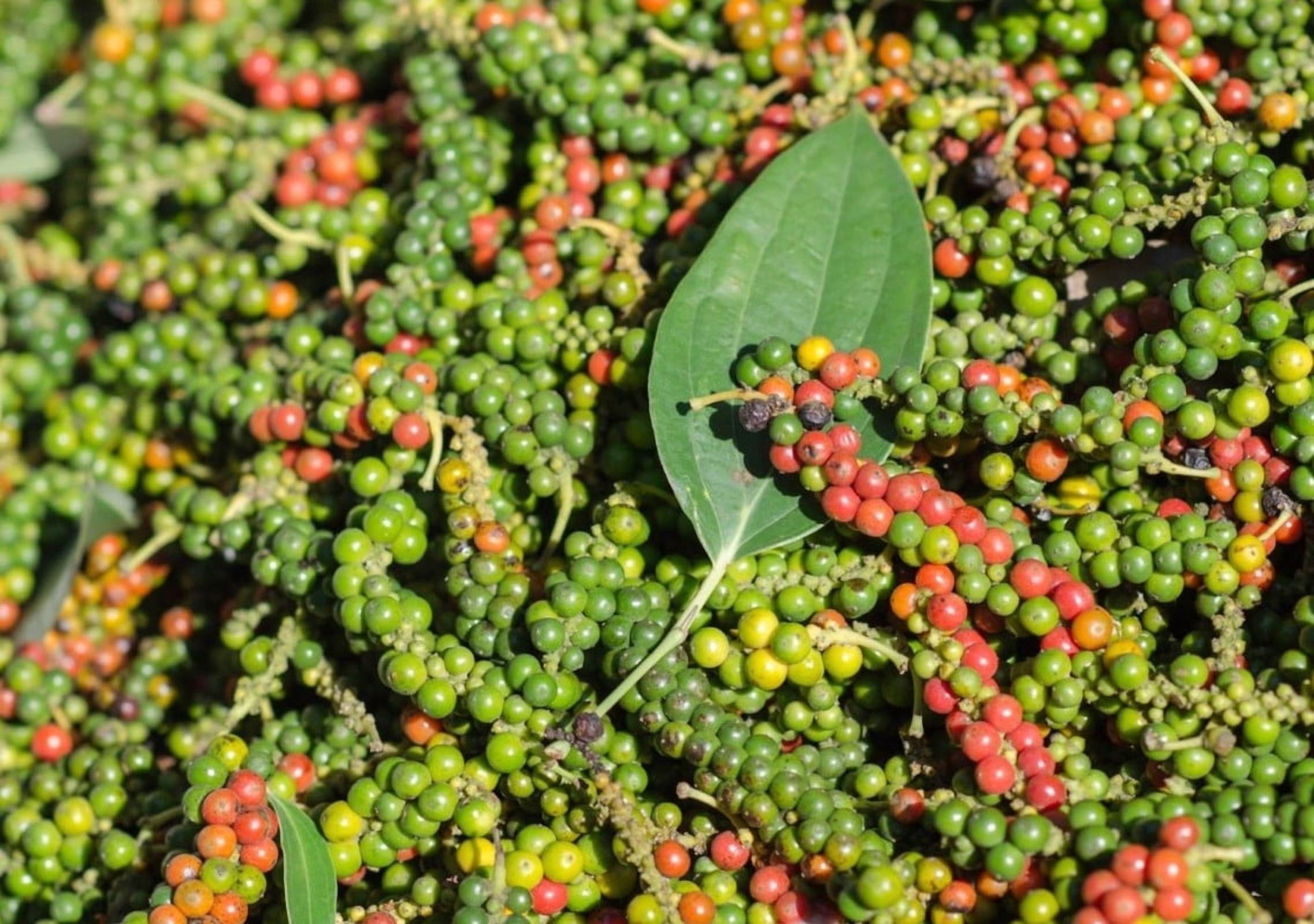 Black Pepper Plant 4-6" Tall for Planting, Piper Nigrum Live Plant ...