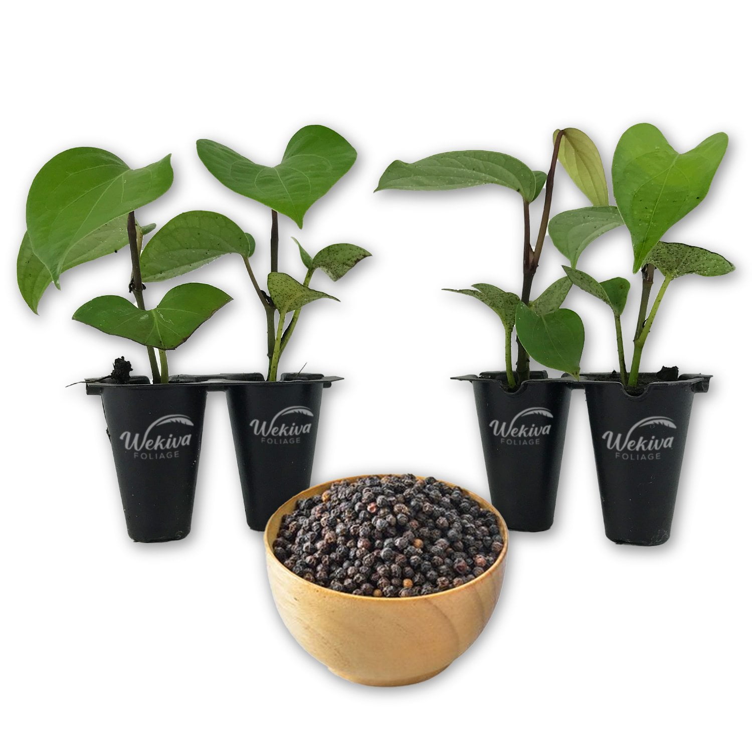 Black Pepper Plant - 4 Live Starter Vines in 2 Inch Growers Pots ...