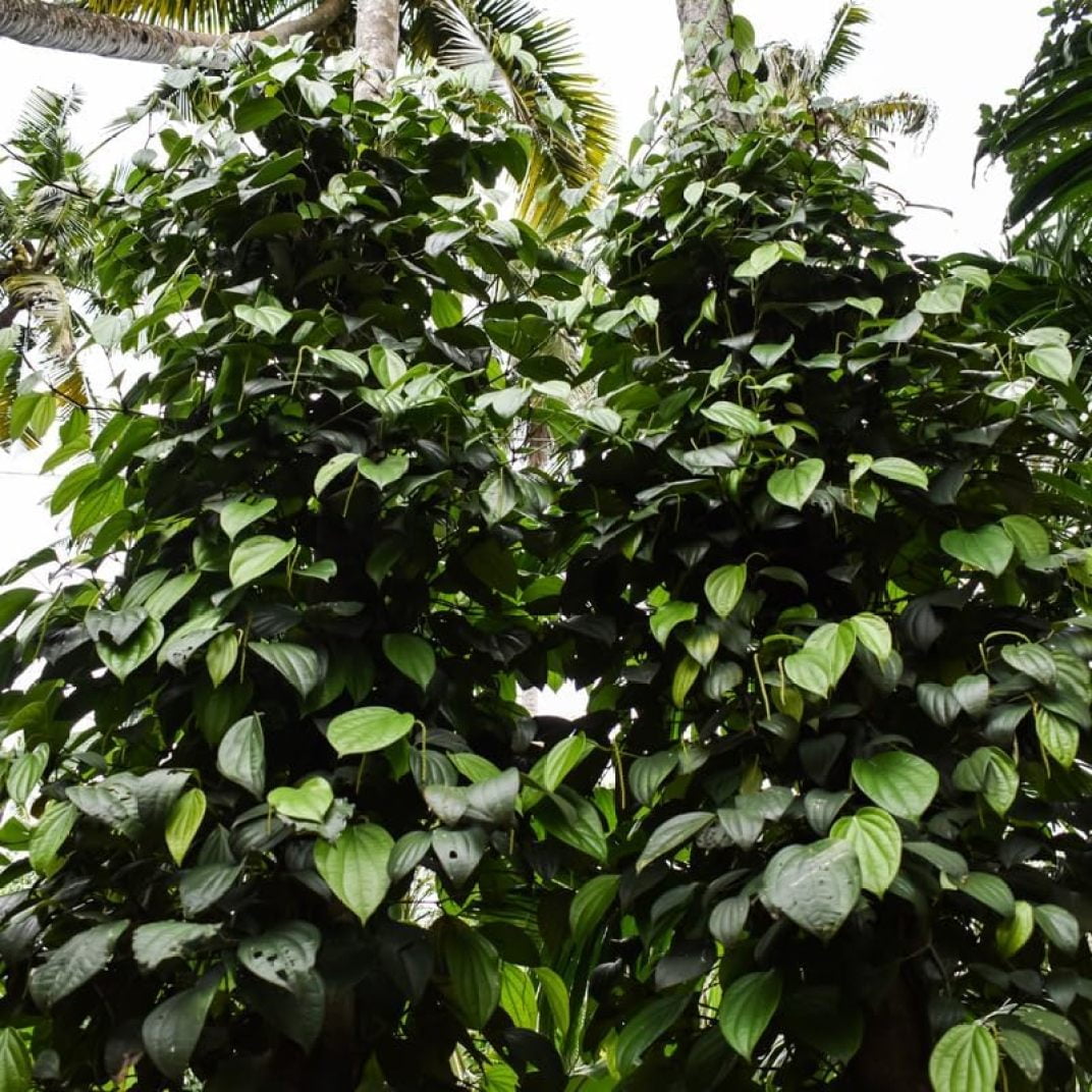 Black Pepper Plant Live, Piper Nigrum Plant, 3 to 6 Inc Tall, Live ...