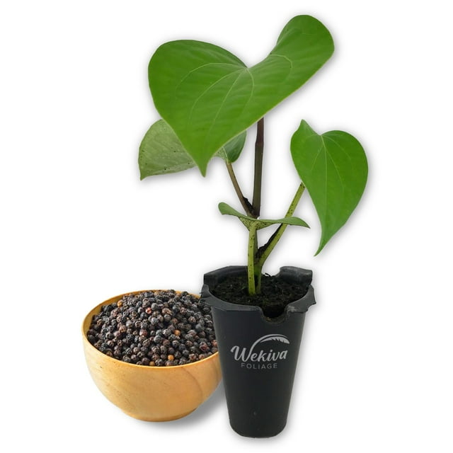 Black Pepper Plant - Live Starter Vine in a 2 Inch Growers Pot - Piper ...