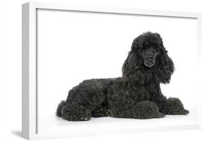 Black Poodle Lying Down, Animals Framed Art Print Wall Art Sold by Art ...