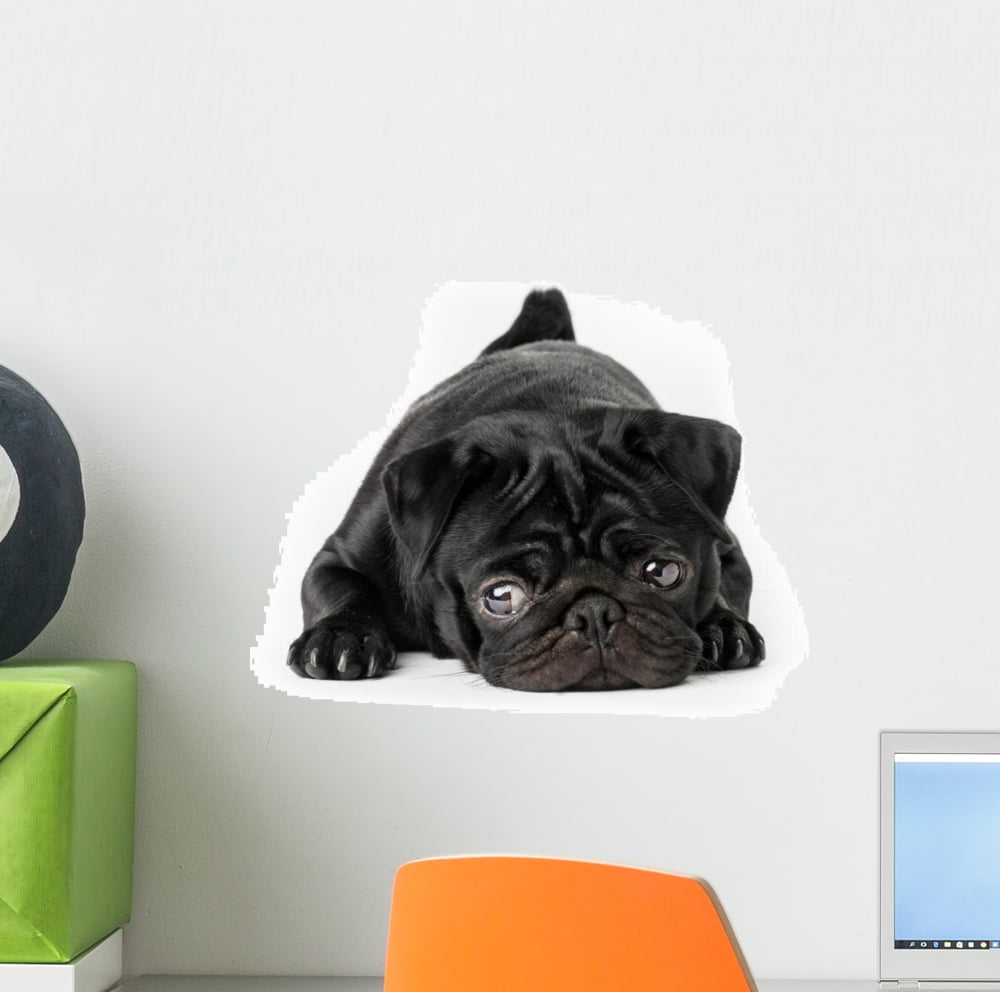 Black Pug Dog White Wall Mural by Wallmonkeys Peel and Stick Graphic ...